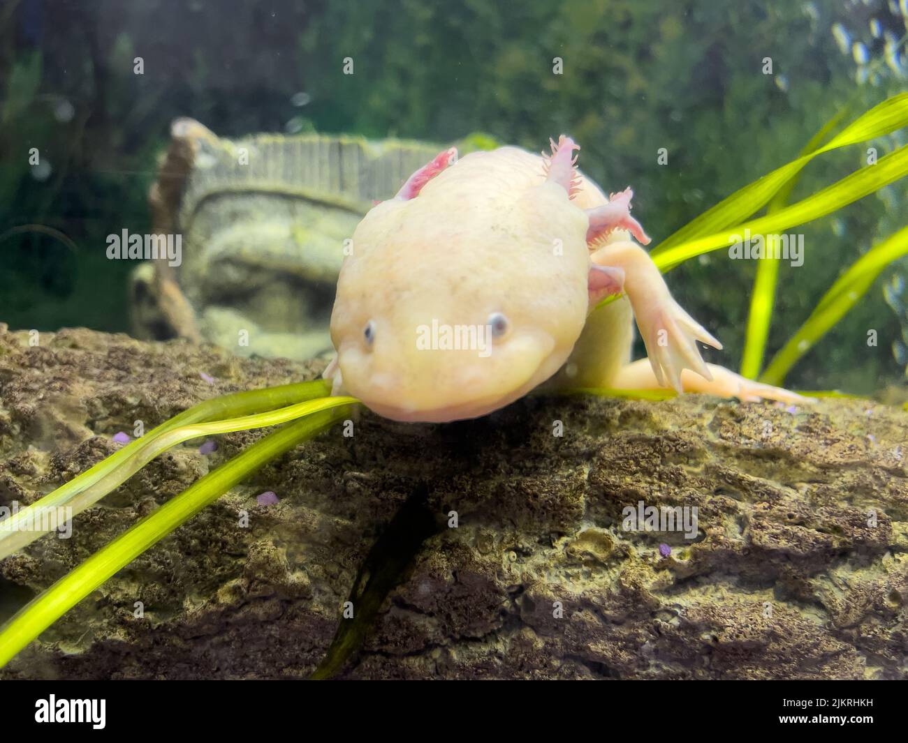 Ambystoma mexicanum white hi-res stock photography and images - Alamy