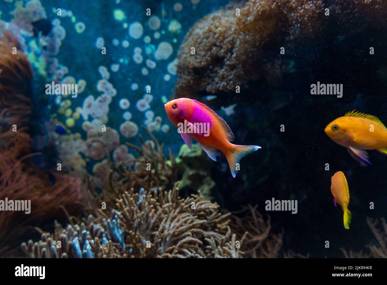 Underwater scene. Coral reef, fish groups in clear ocean water Stock ...