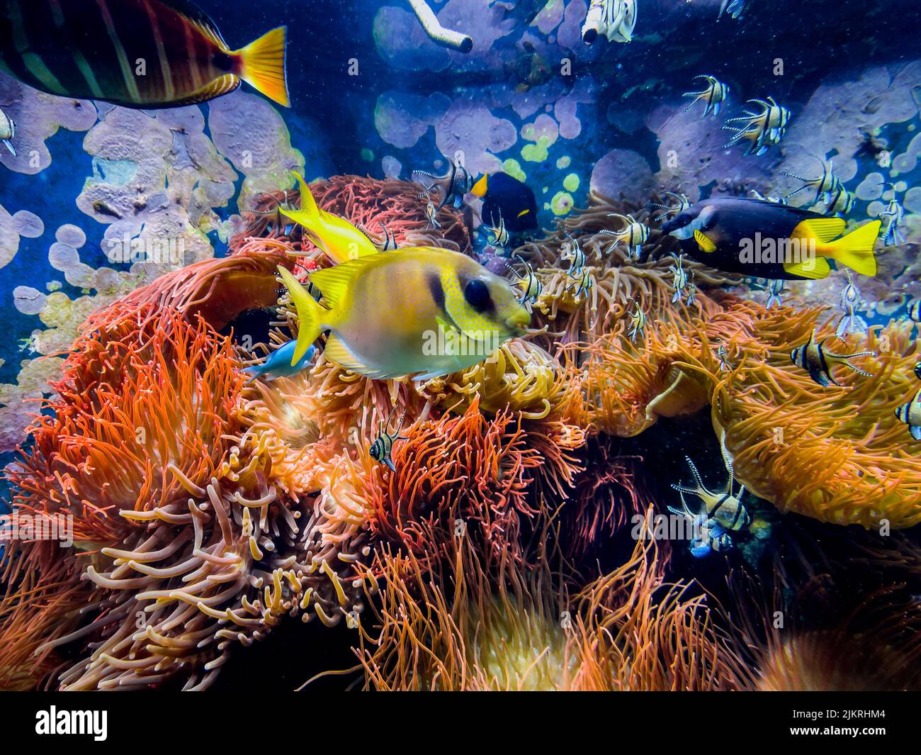 Underwater Scene With Coral Reef And Tropical Fish Stock Photo - Alamy