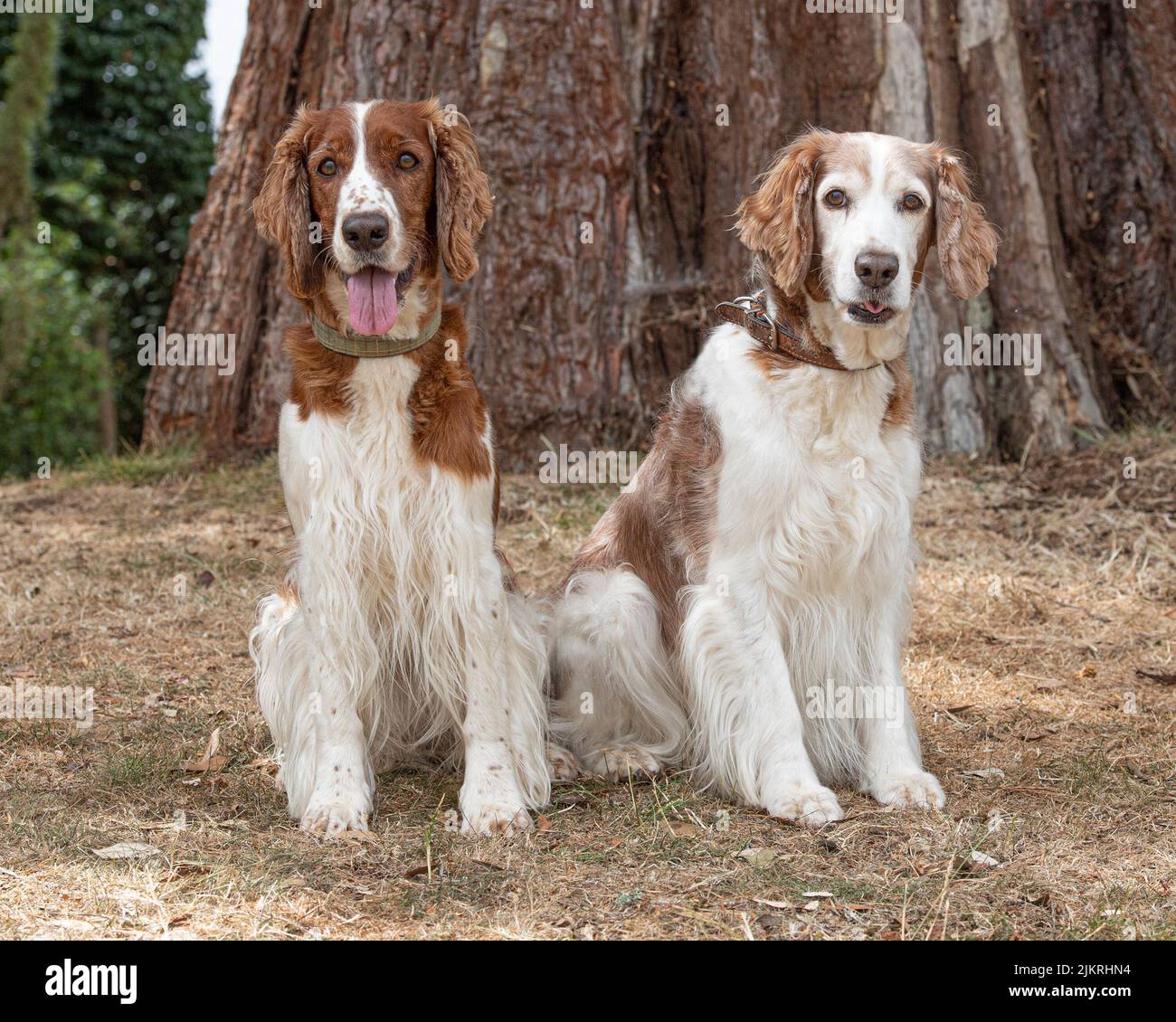 two Welsh Springer Spaniels Stock Photo - Alamy