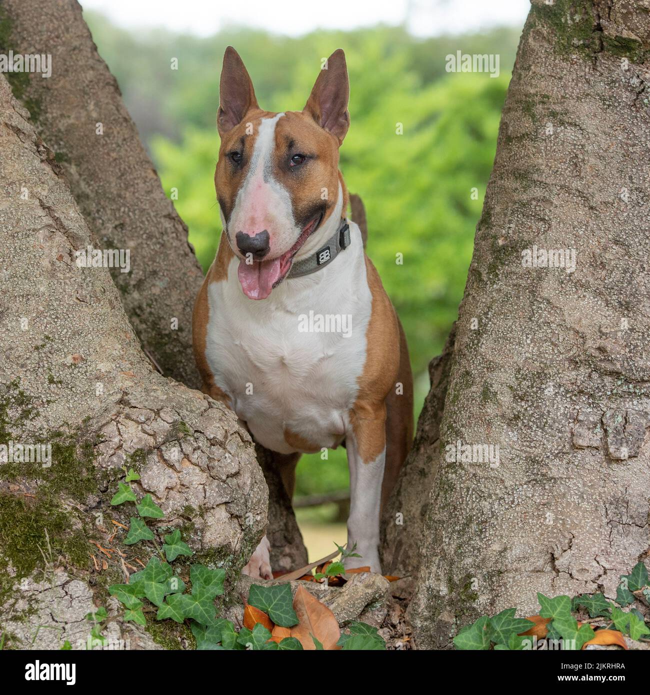 English Bull terrier Stock Photo - Alamy