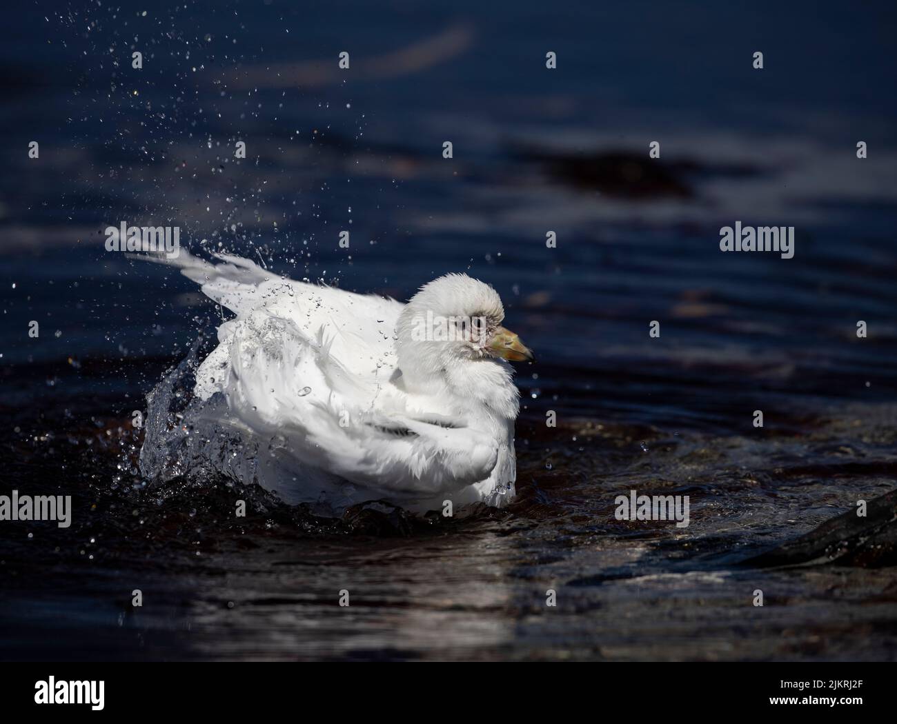 The snowy sheathbill (Chionis albus) is the only land bird native to ...
