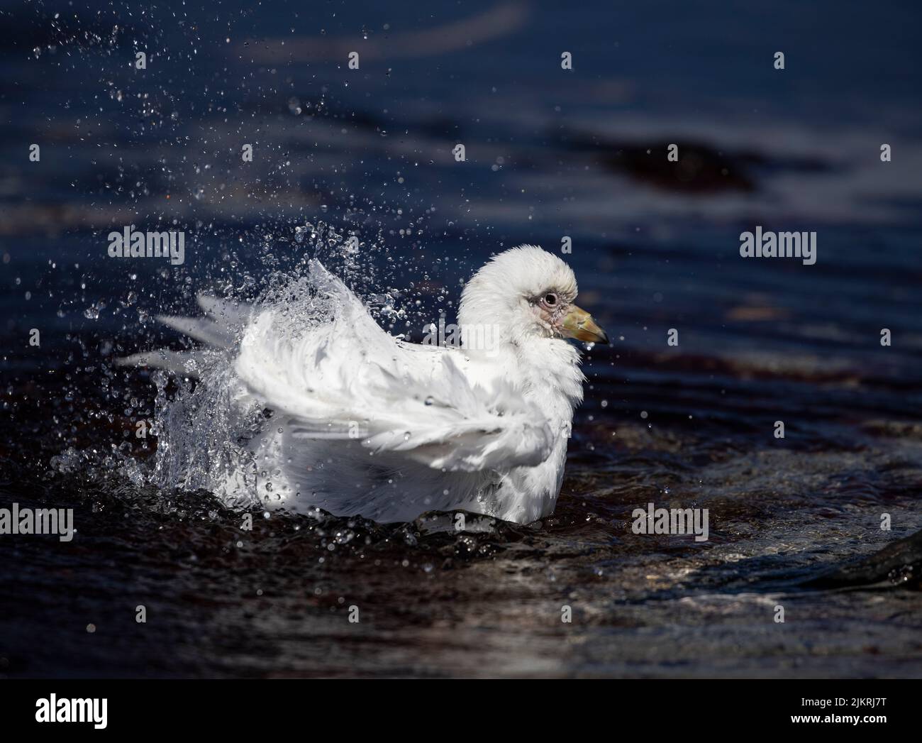 The snowy sheathbill (Chionis albus) is the only land bird native to ...