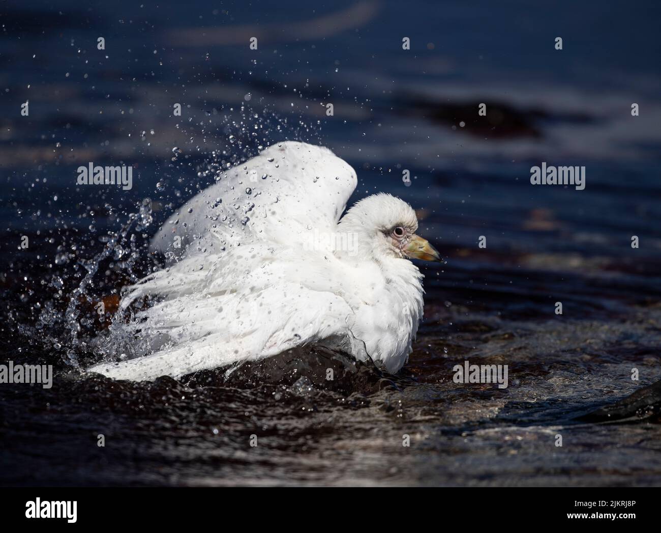 The snowy sheathbill (Chionis albus) is the only land bird native to ...