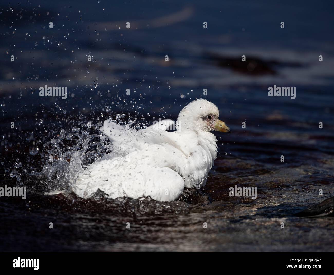 The snowy sheathbill (Chionis albus) is the only land bird native to ...