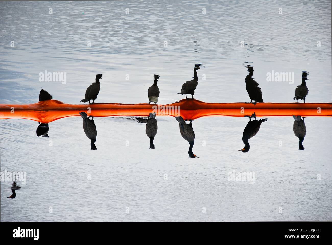 Postcard birds hi-res stock photography and images - Alamy