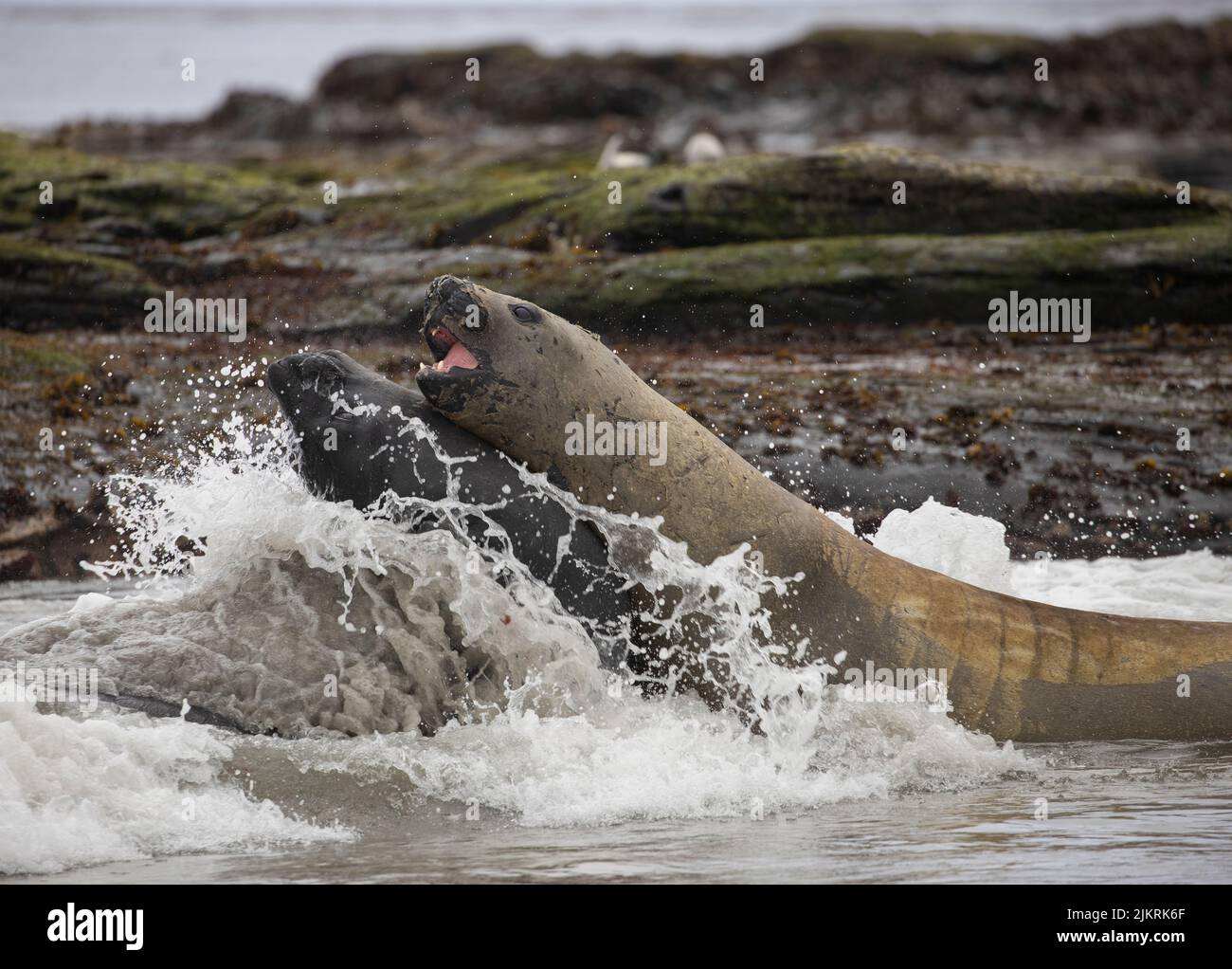 The southern elephant seal (Mirounga leonina) is the largest of the ...