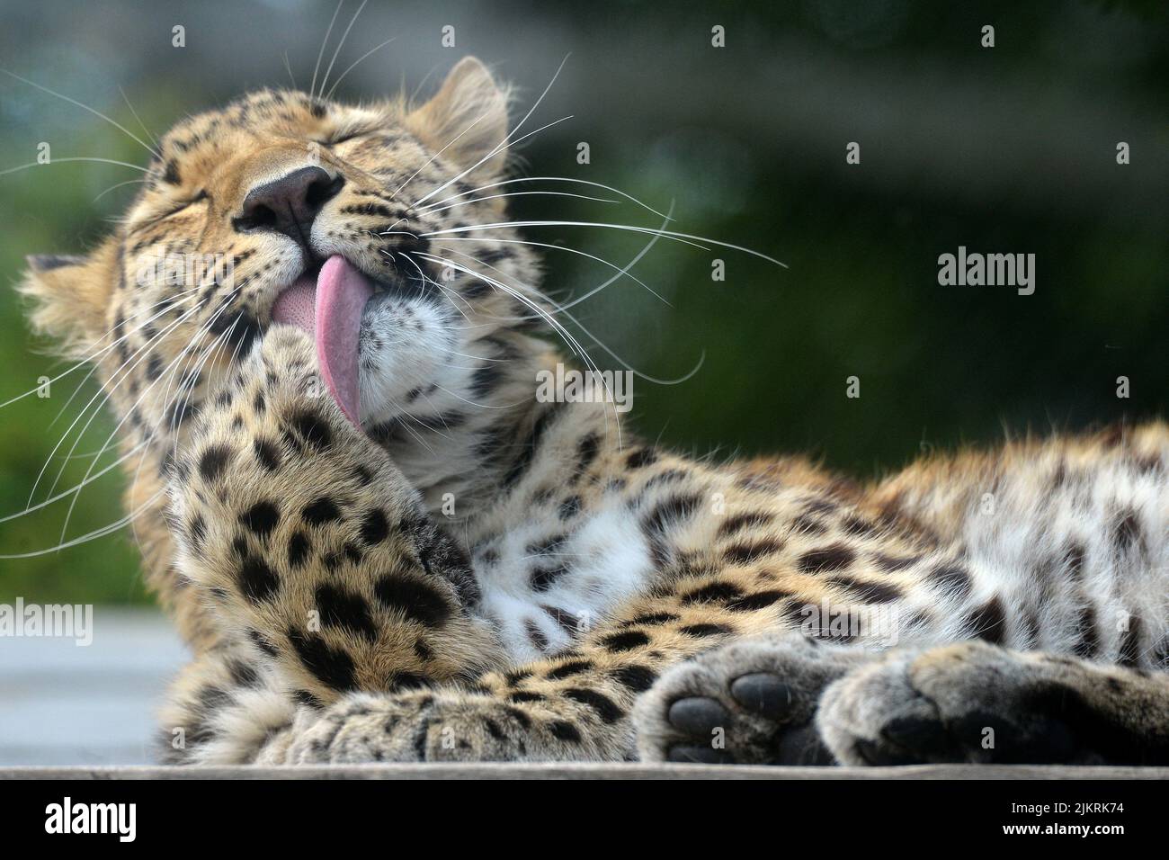 Olomouc, Czech Republic. 3rd Aug, 2022. Amur leopard (Panthera pardus ...