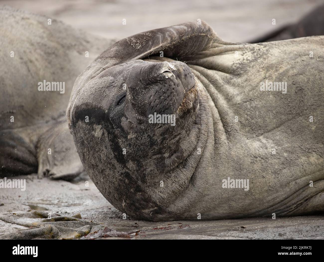 The southern elephant seal (Mirounga leonina) is the largest of the ...