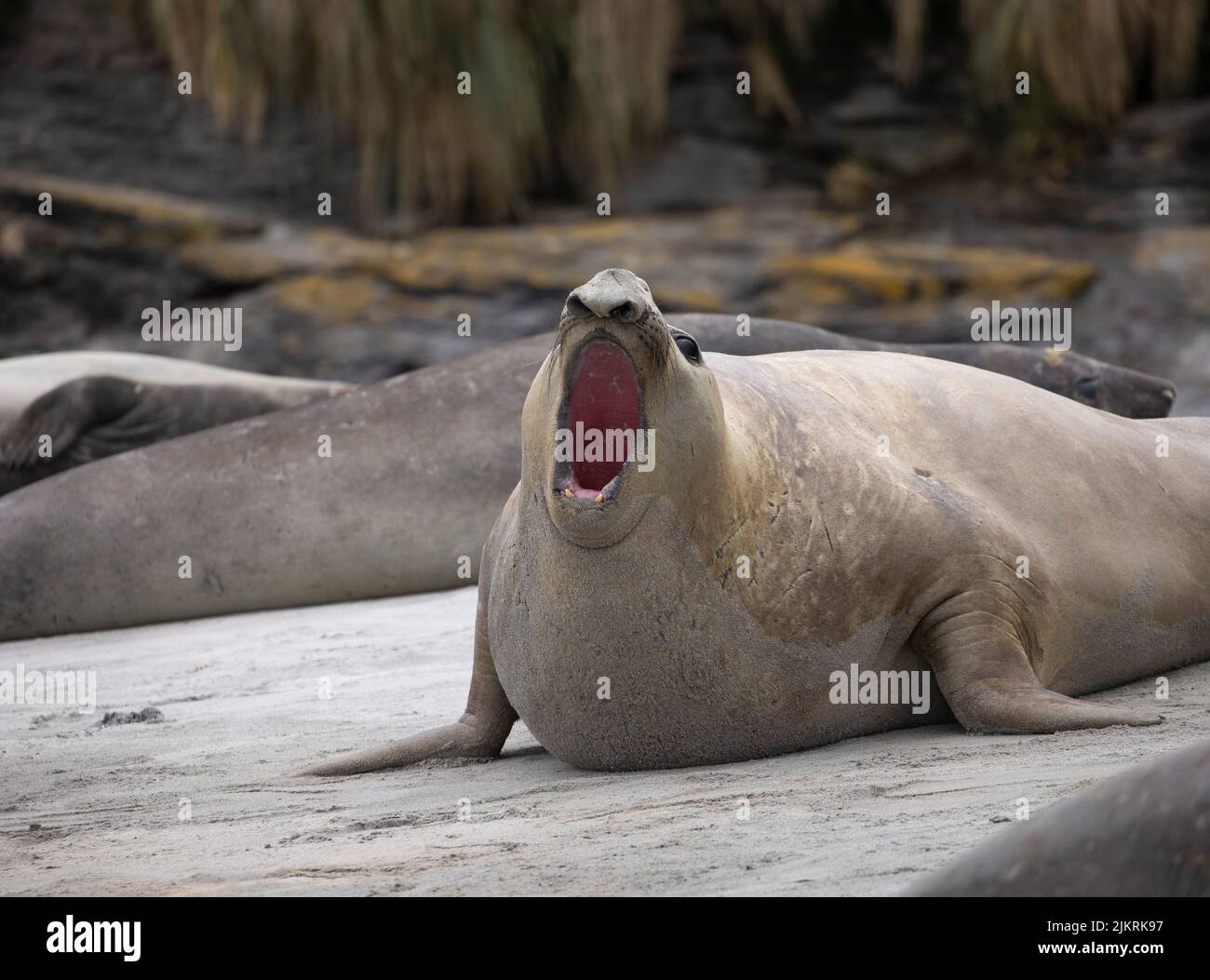 The southern elephant seal (Mirounga leonina) is the largest of the ...