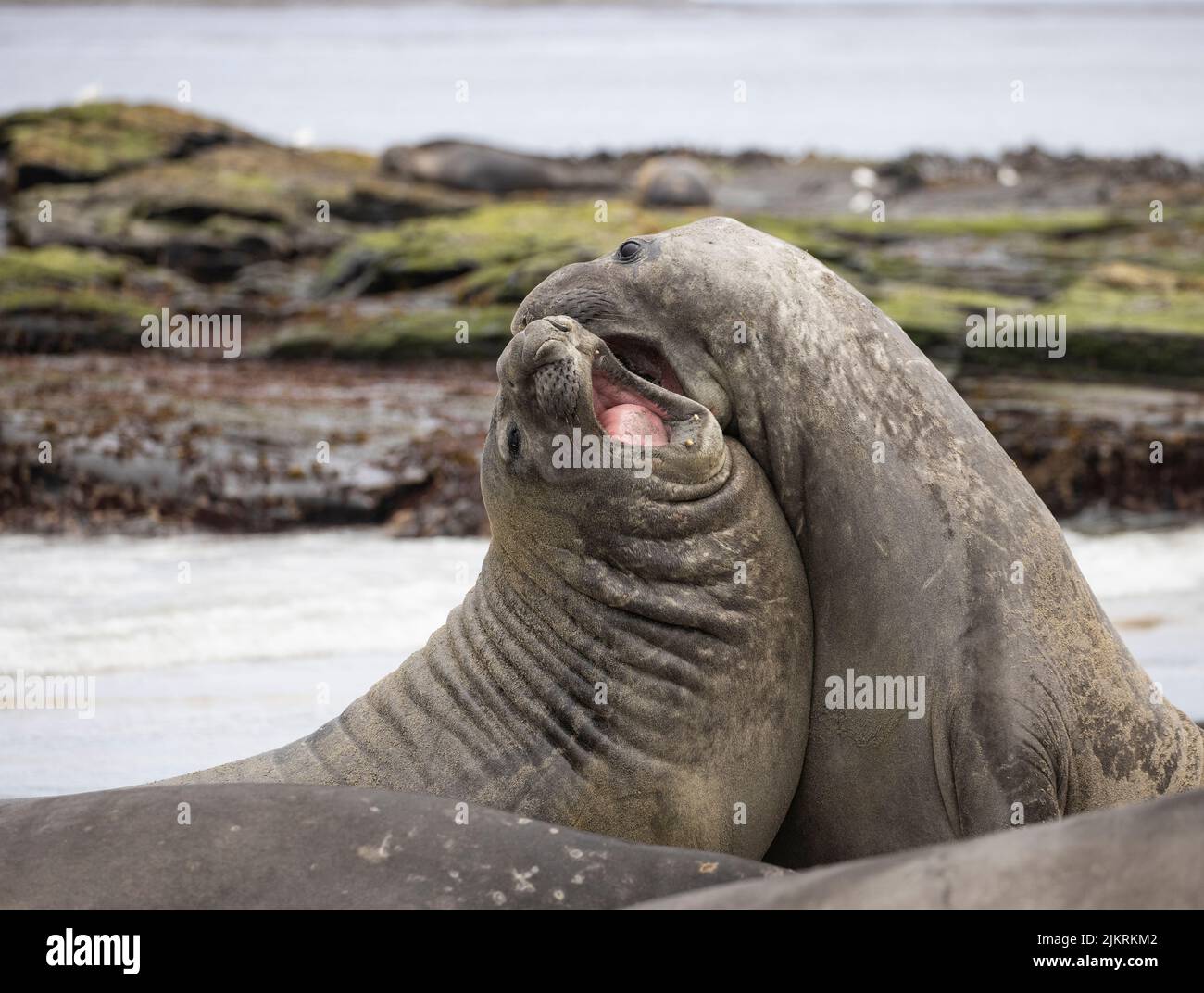 The southern elephant seal (Mirounga leonina) is the largest of the ...