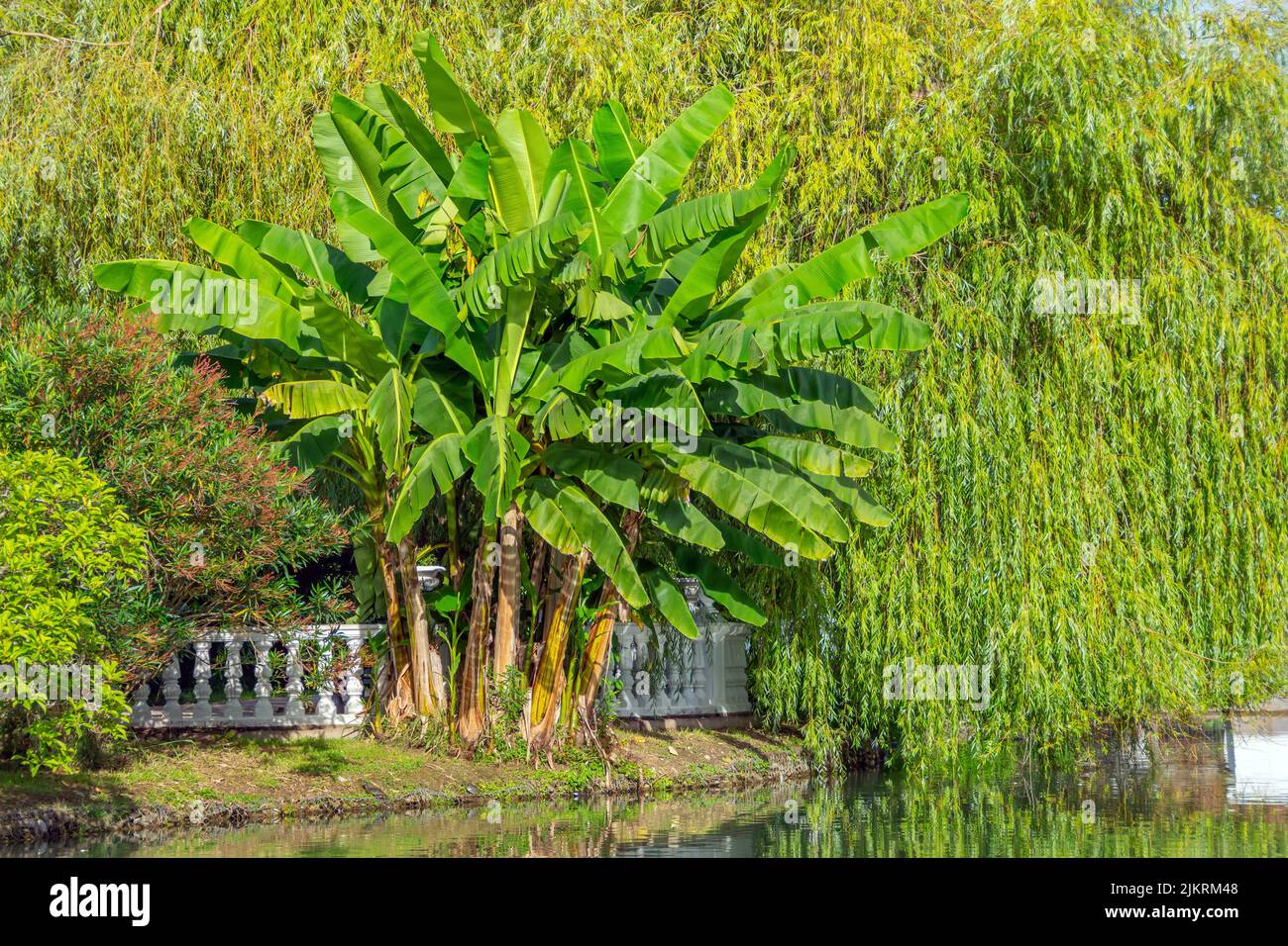 Banana palm trees in a park on the shore of a reservoir with a concrete ...