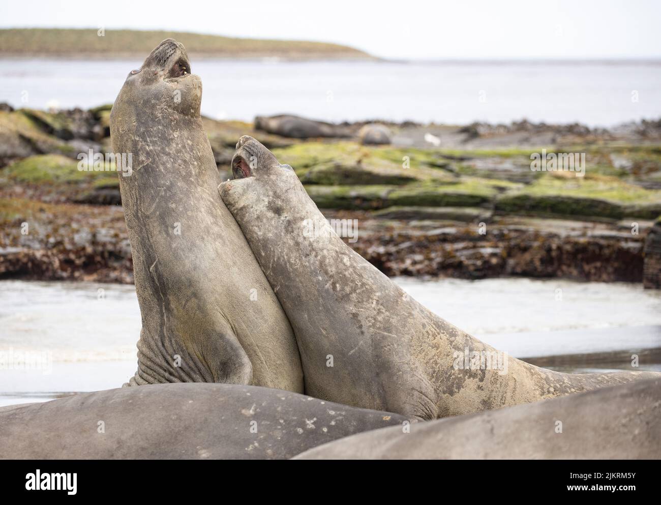 The southern elephant seal (Mirounga leonina) is the largest of the ...
