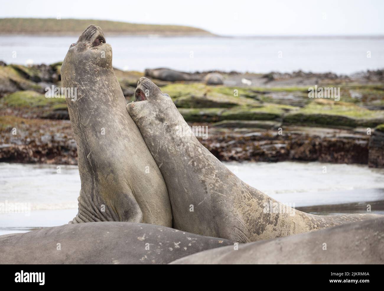 The southern elephant seal (Mirounga leonina) is the largest of the ...