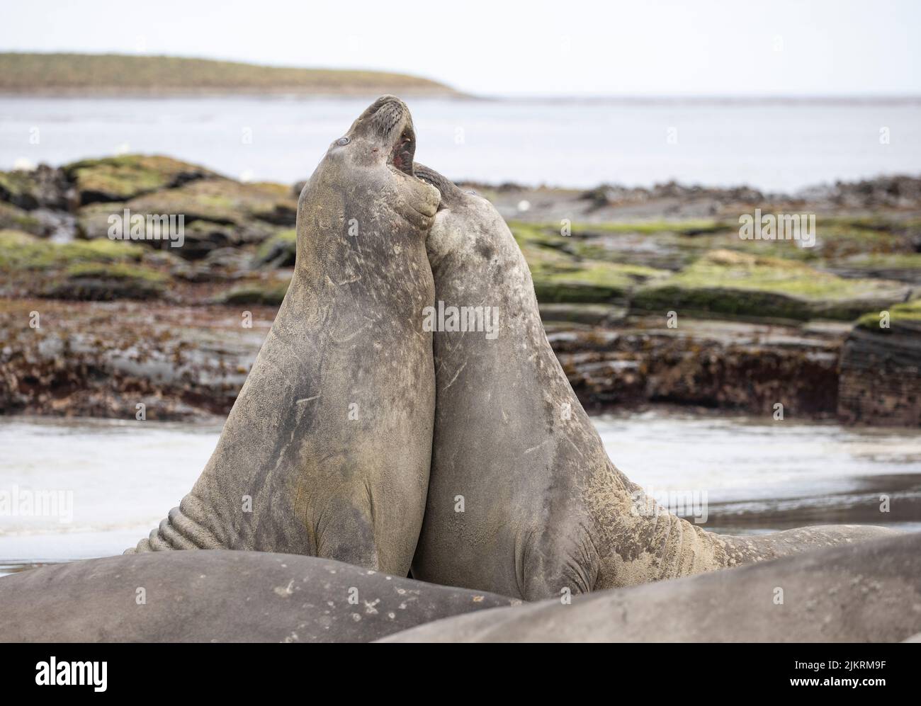 The southern elephant seal (Mirounga leonina) is the largest of the ...