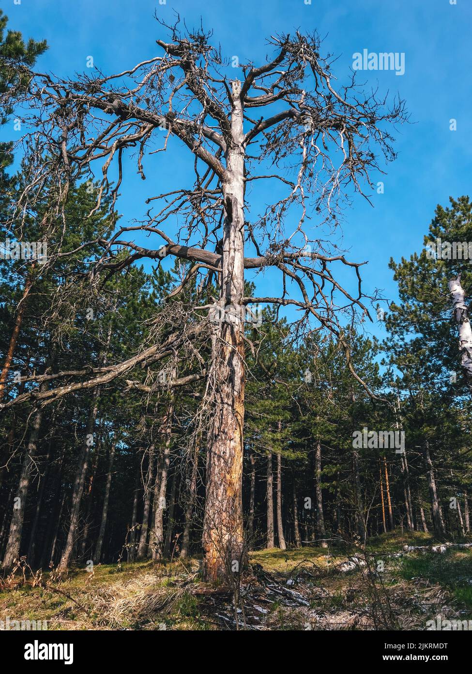 Dead pine tree at Divcibare, Serbia. Divcibare is famous tourist resort ...