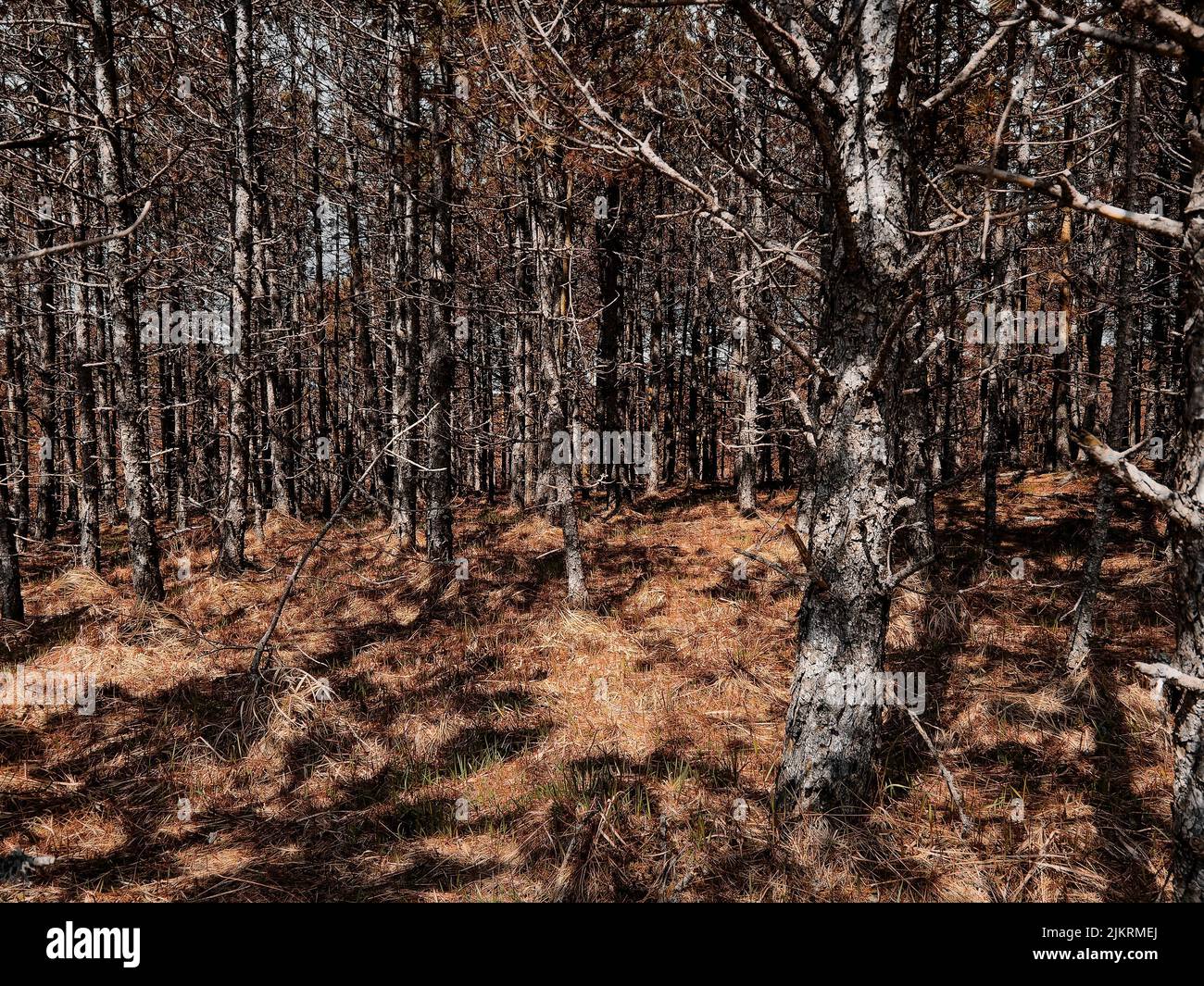 Dead pine tree at Divcibare, Serbia. Divcibare is famous tourist resort ...