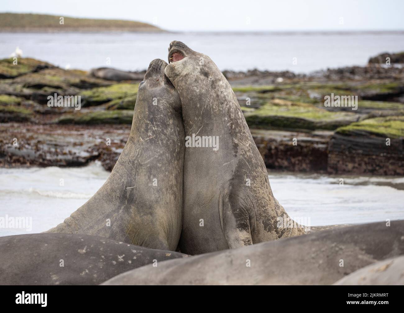 The southern elephant seal (Mirounga leonina) is the largest of the ...