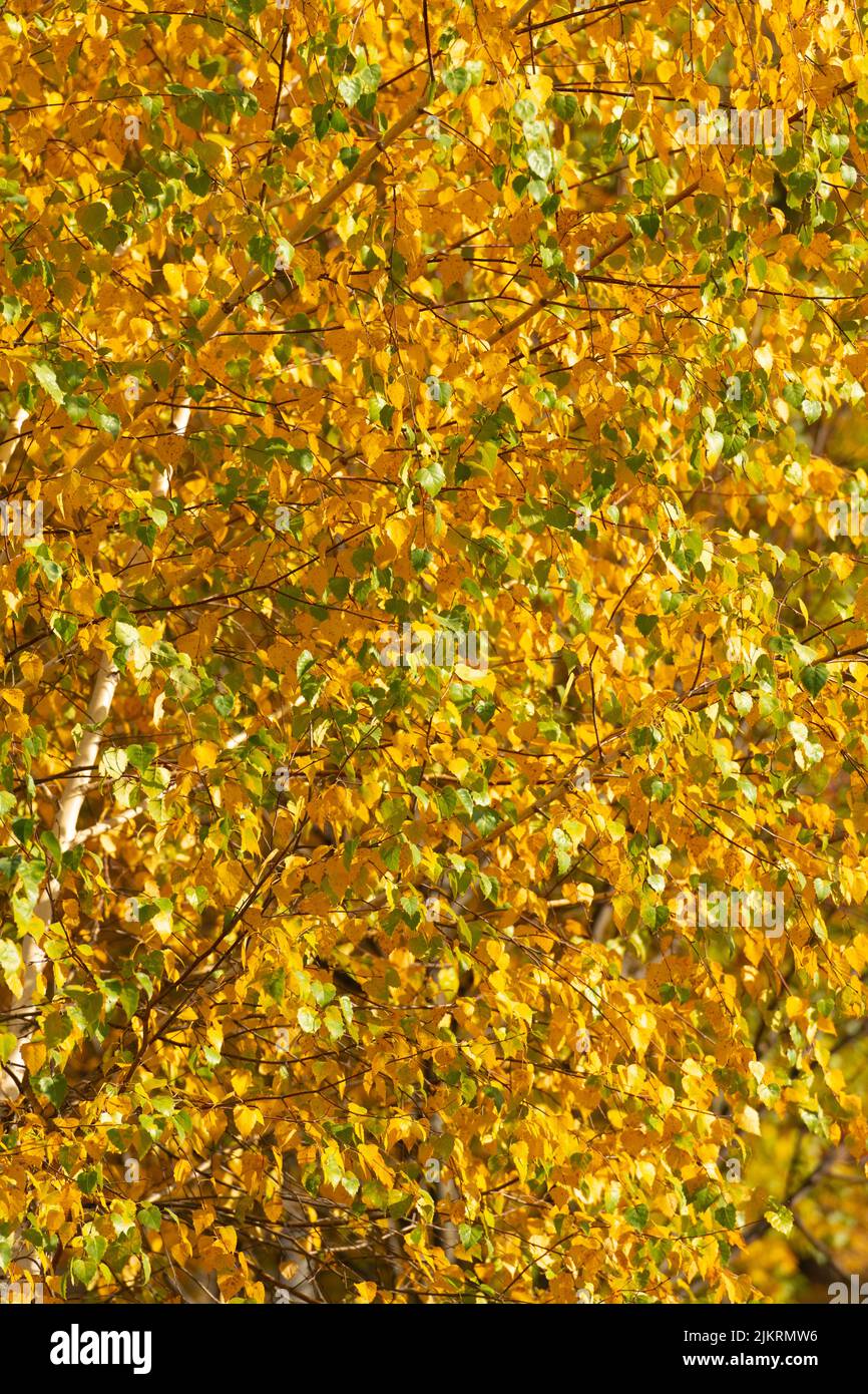 autumn season background of tree with fall yellow leaves Stock Photo ...