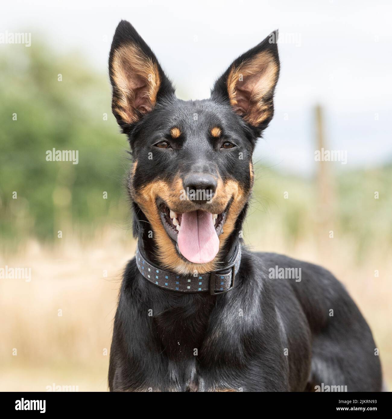 New Zealand Huntaway Stock Photo - Alamy