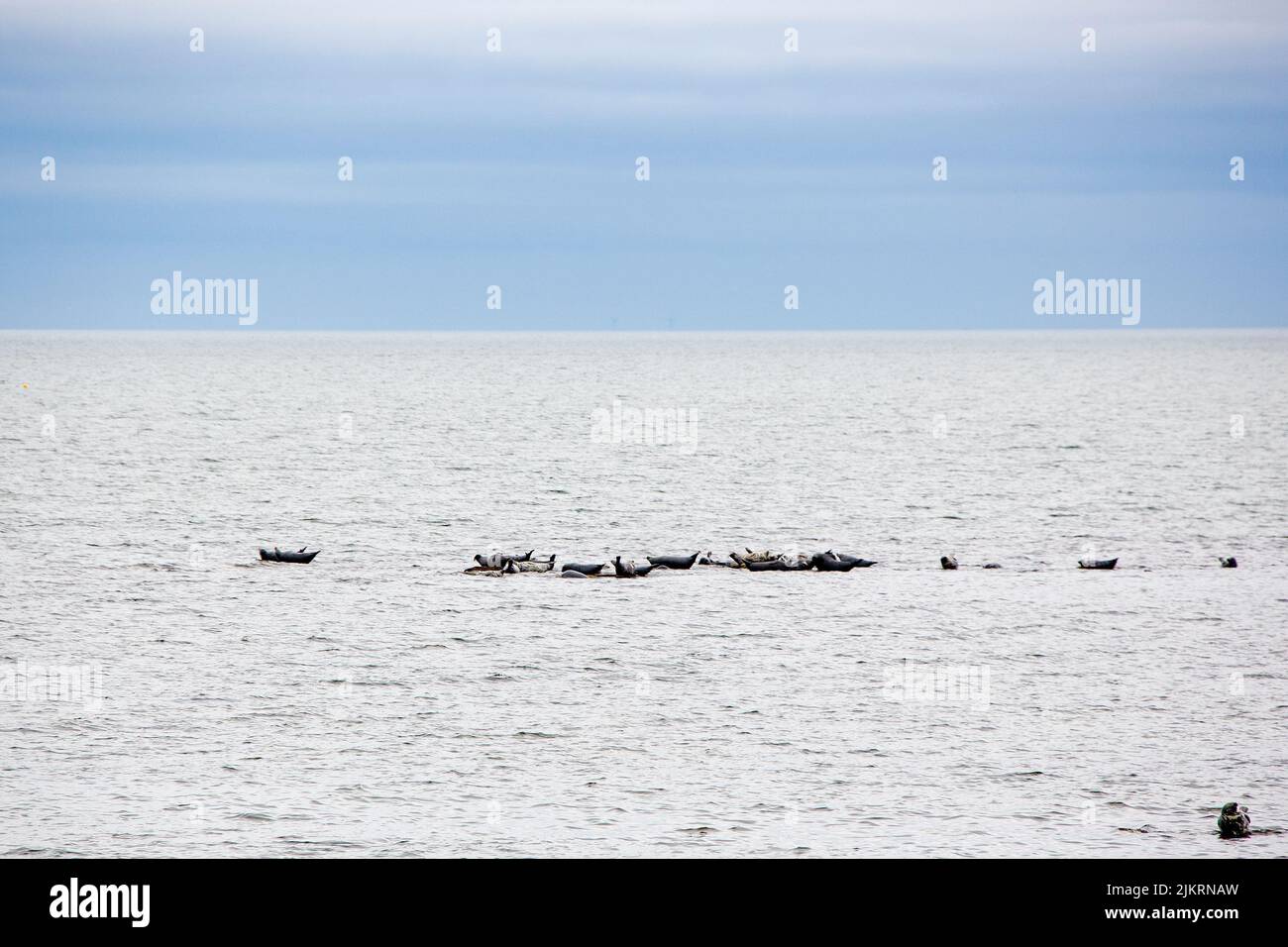 A colony of grey seals bask off the beach at Portgordon,Morayshire ...