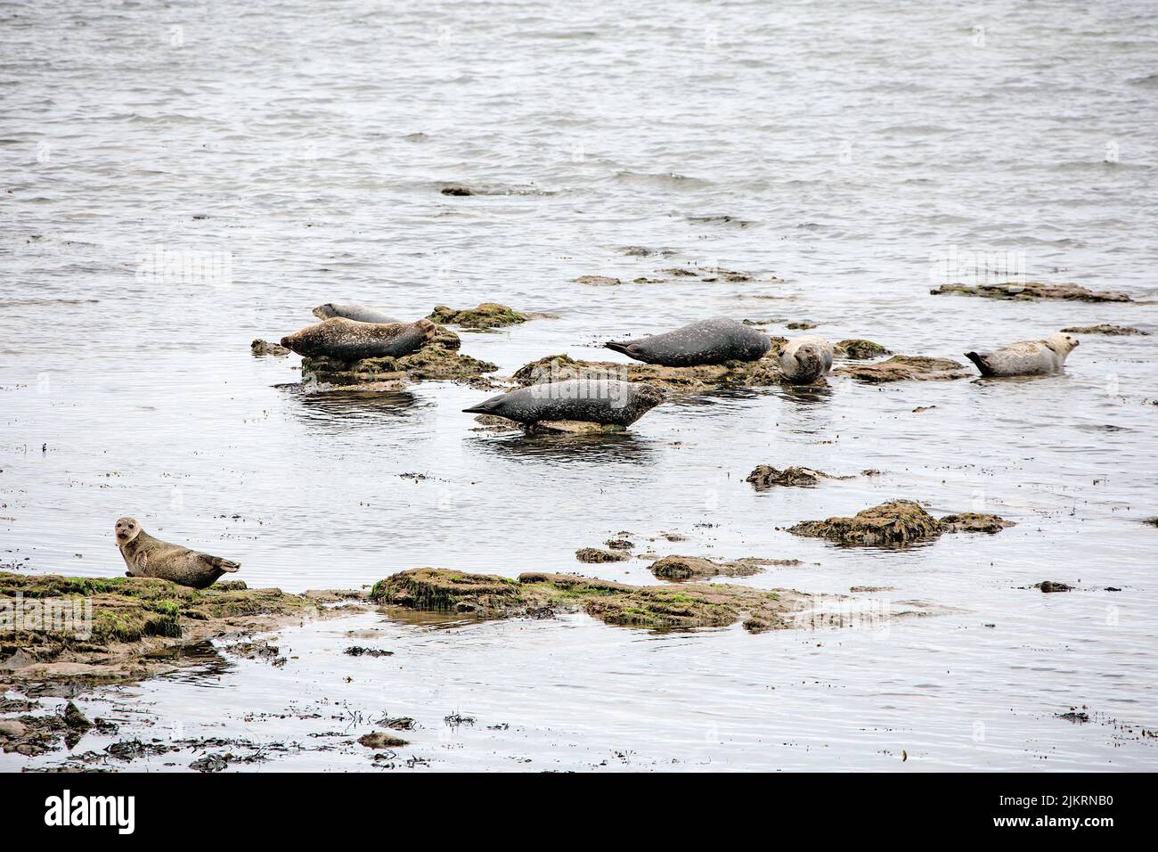 A colony of grey seals bask off the beach at Portgordon,Morayshire ...