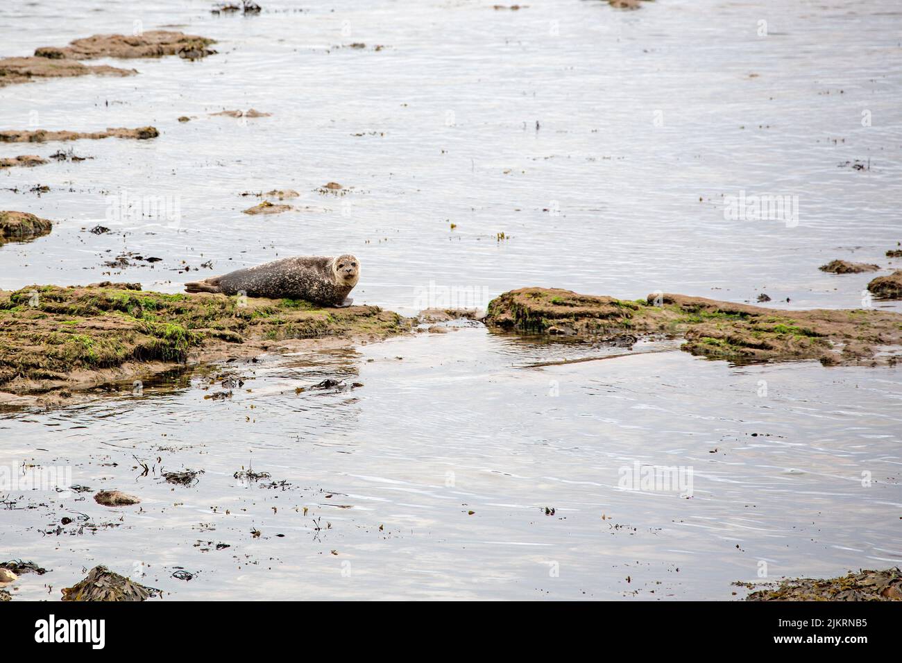 A colony of grey seals bask off the beach at Portgordon,Morayshire ...