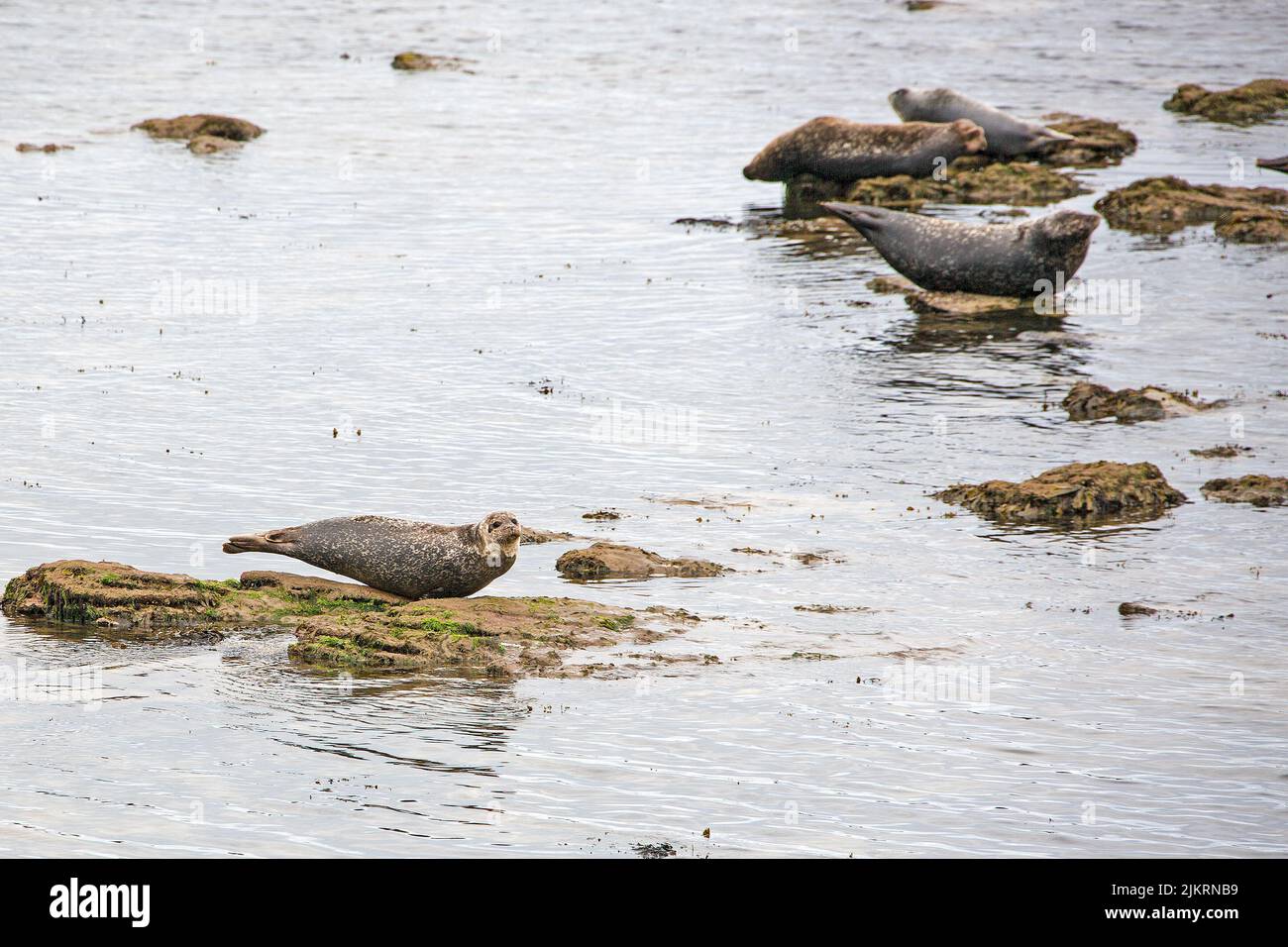 A colony of grey seals bask off the beach at Portgordon,Morayshire ...