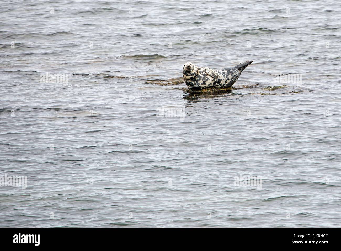 A colony of grey seals bask off the beach at Portgordon,Morayshire ...