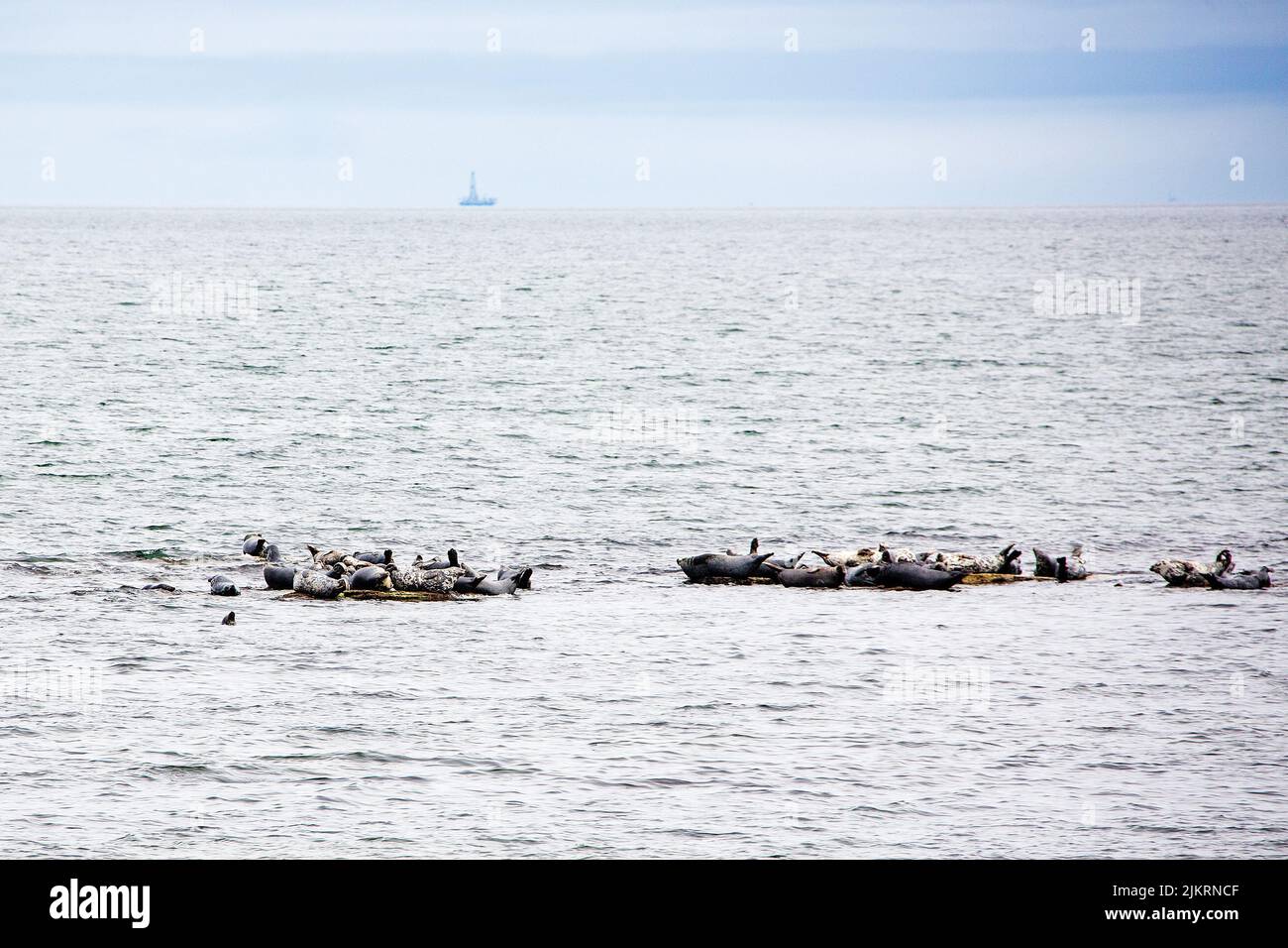 A colony of grey seals bask off the beach at Portgordon,Morayshire ...