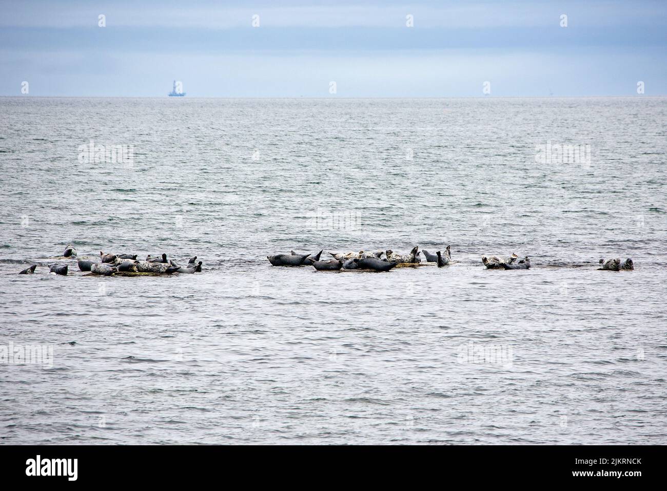 A colony of grey seals bask off the beach at Portgordon,Morayshire ...