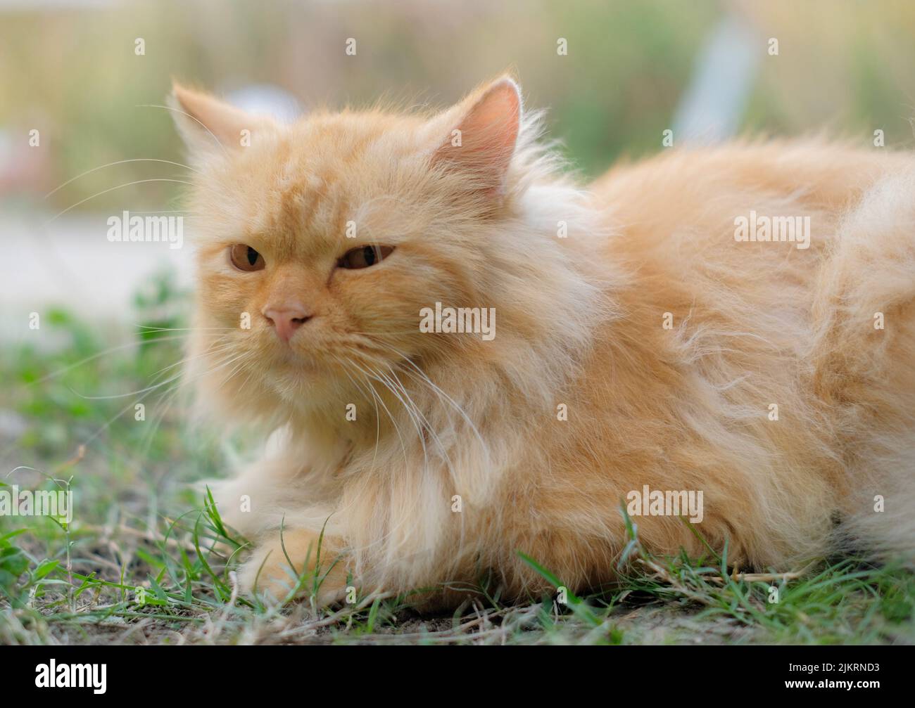 Cat - Cute cat. Orange cat from the side Stock Photo - Alamy