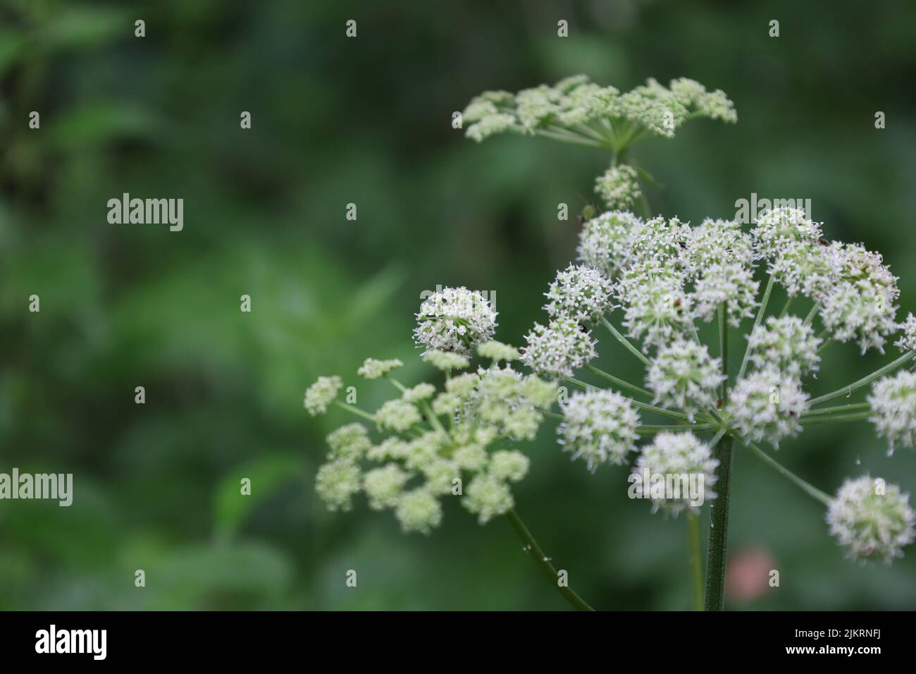 Wild angelica flowers in the summer forest, Angelica sylvestris flowers ...