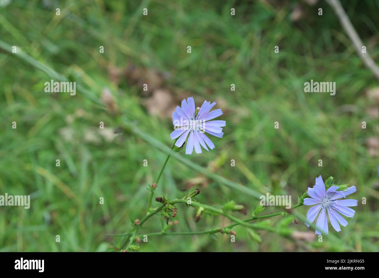 Common chicory in the summer meadow Stock Photo - Alamy