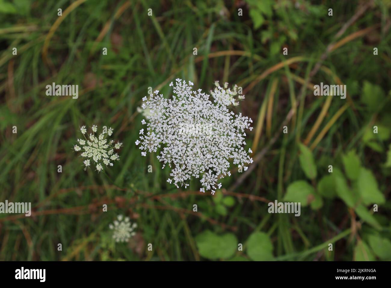 Carrot inflorescence daucus carota hi-res stock photography and images ...