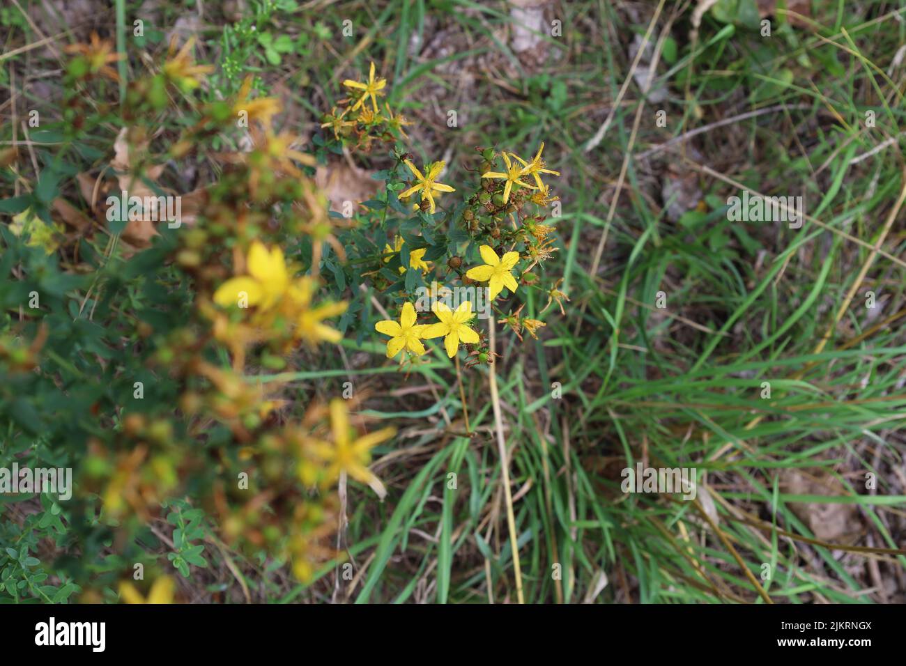 Summer hypericum flower hi-res stock photography and images - Alamy
