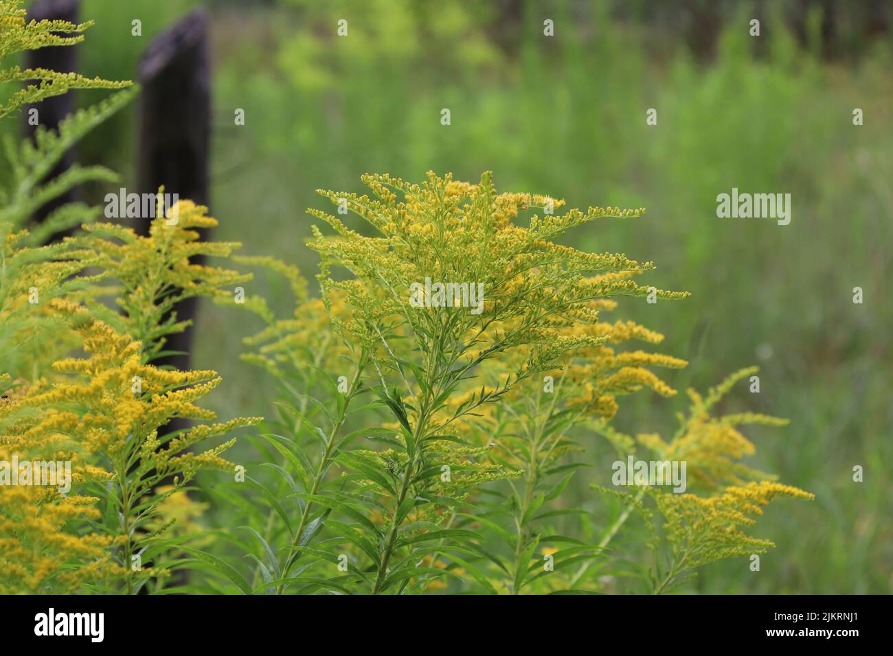 Meadow goldenrods hi-res stock photography and images - Alamy