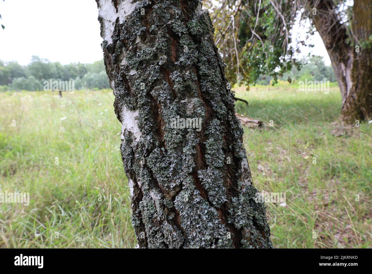 Grey moss texture hi-res stock photography and images - Alamy