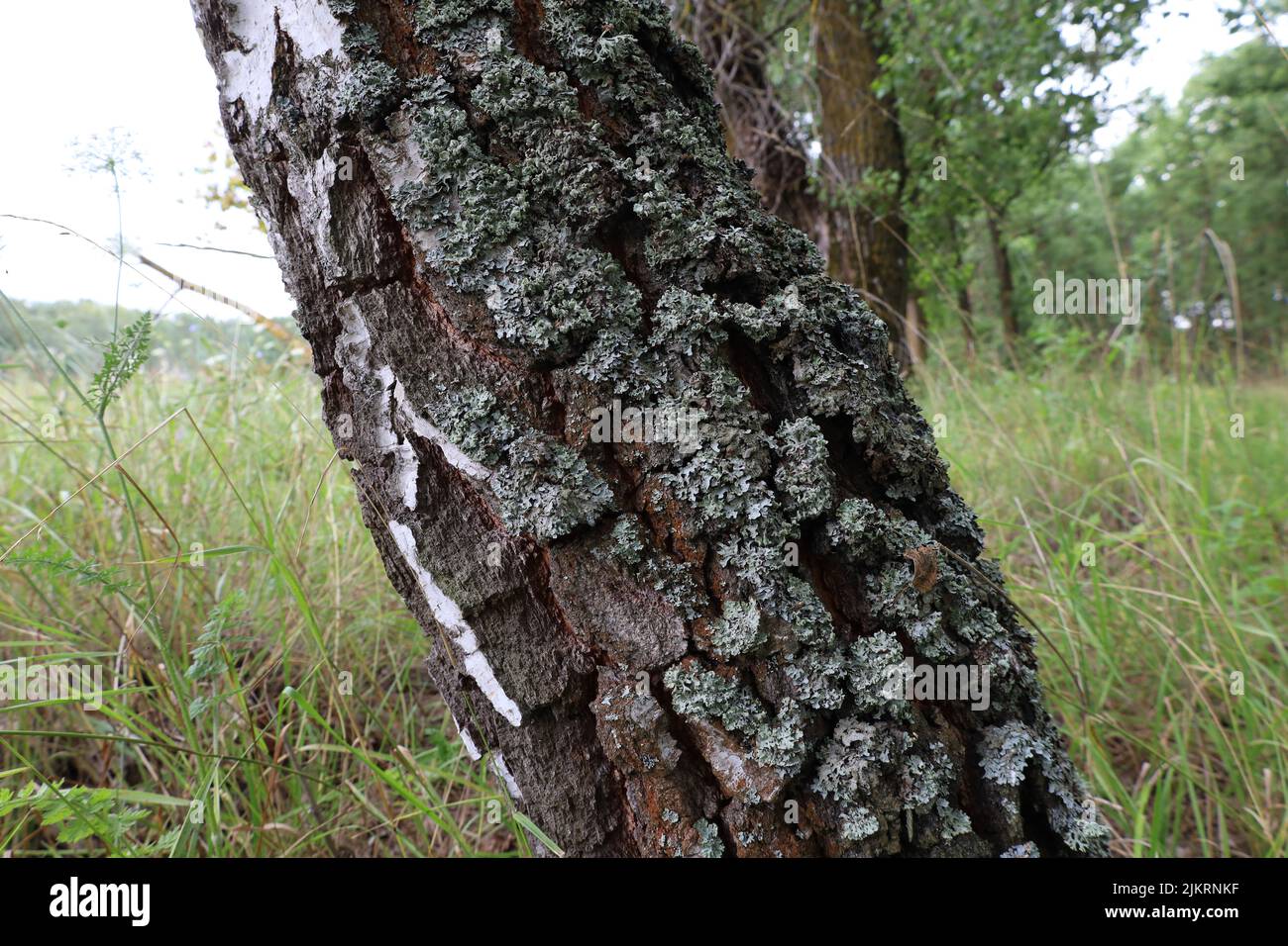 Gray moss, moss covered birch Stock Photo - Alamy