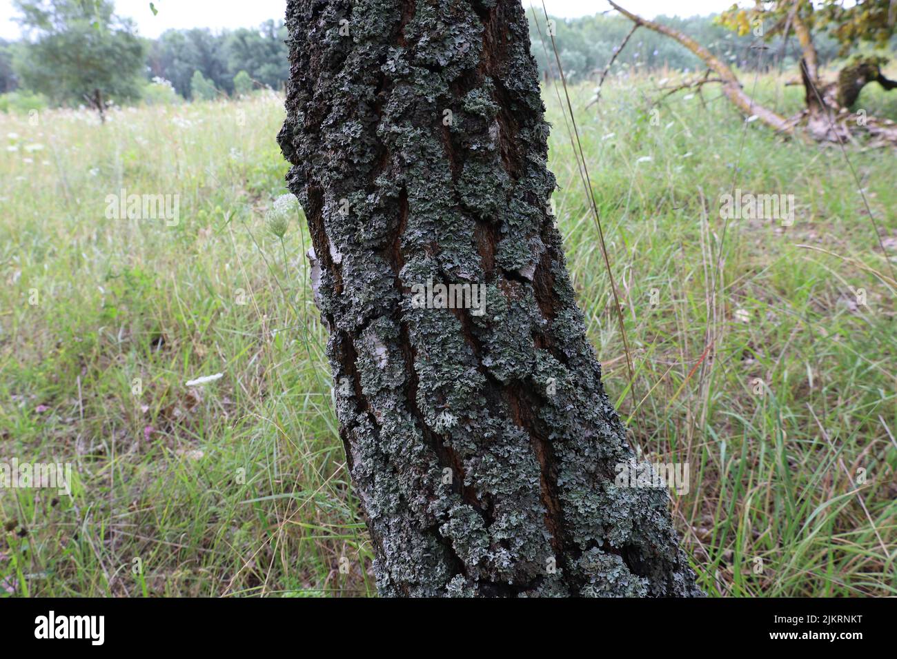 Grey moss texture hi-res stock photography and images - Alamy
