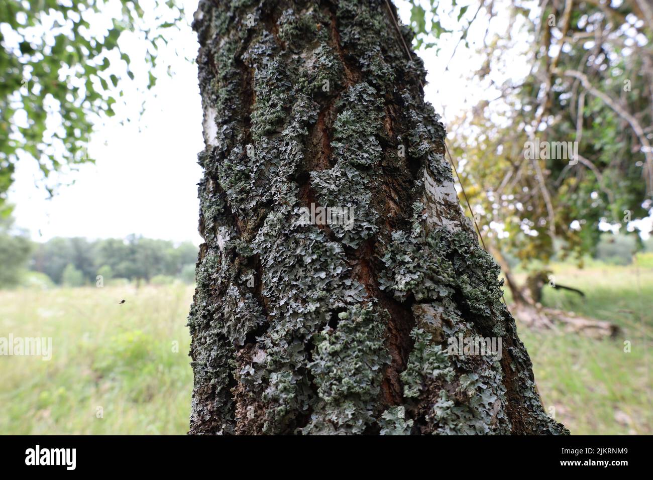 Grey moss texture hi-res stock photography and images - Alamy