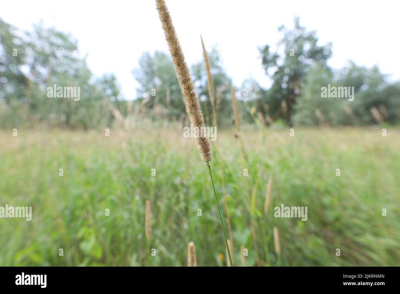 Common timothy grass hi-res stock photography and images - Alamy