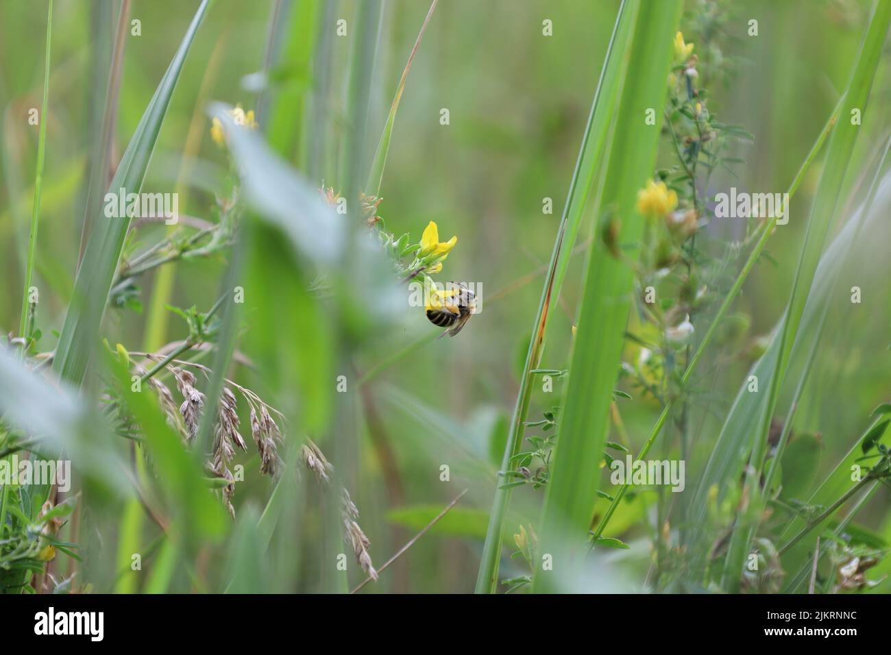 Bee in the summer meadow, in the green grass Stock Photo - Alamy