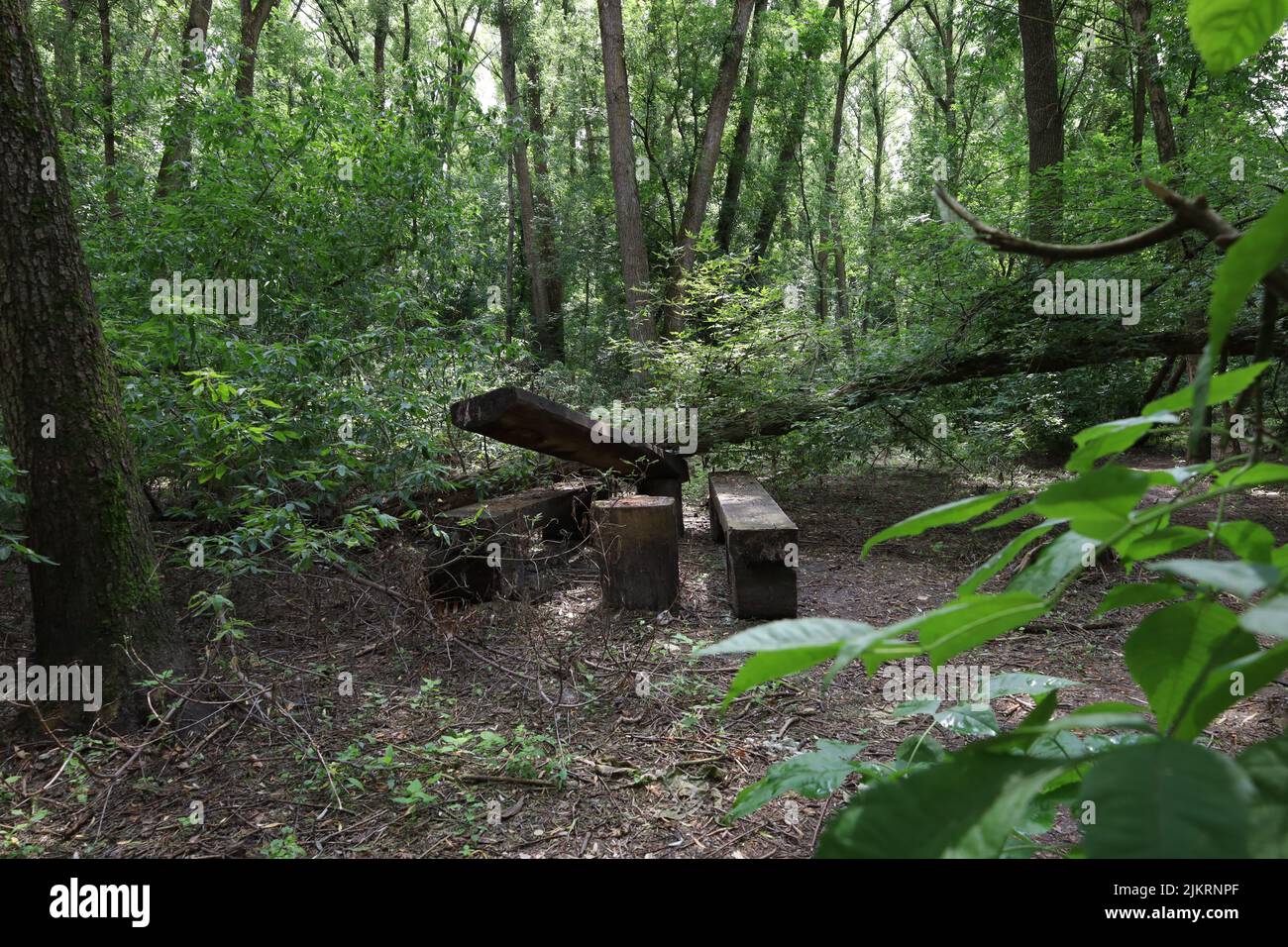 Fallen tree after storm on a path hi-res stock photography and images ...
