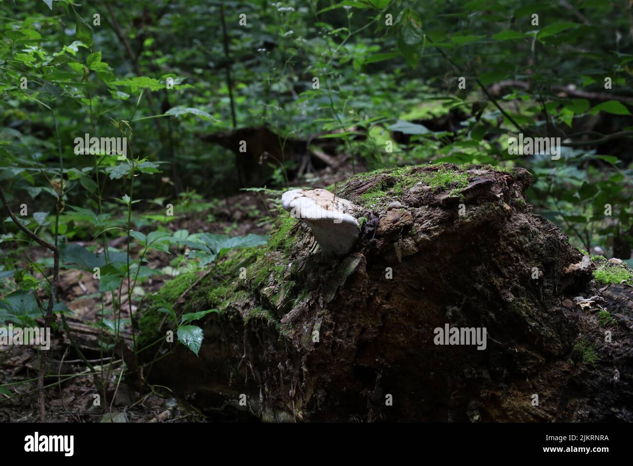 White fungi in the woods Stock Photo - Alamy