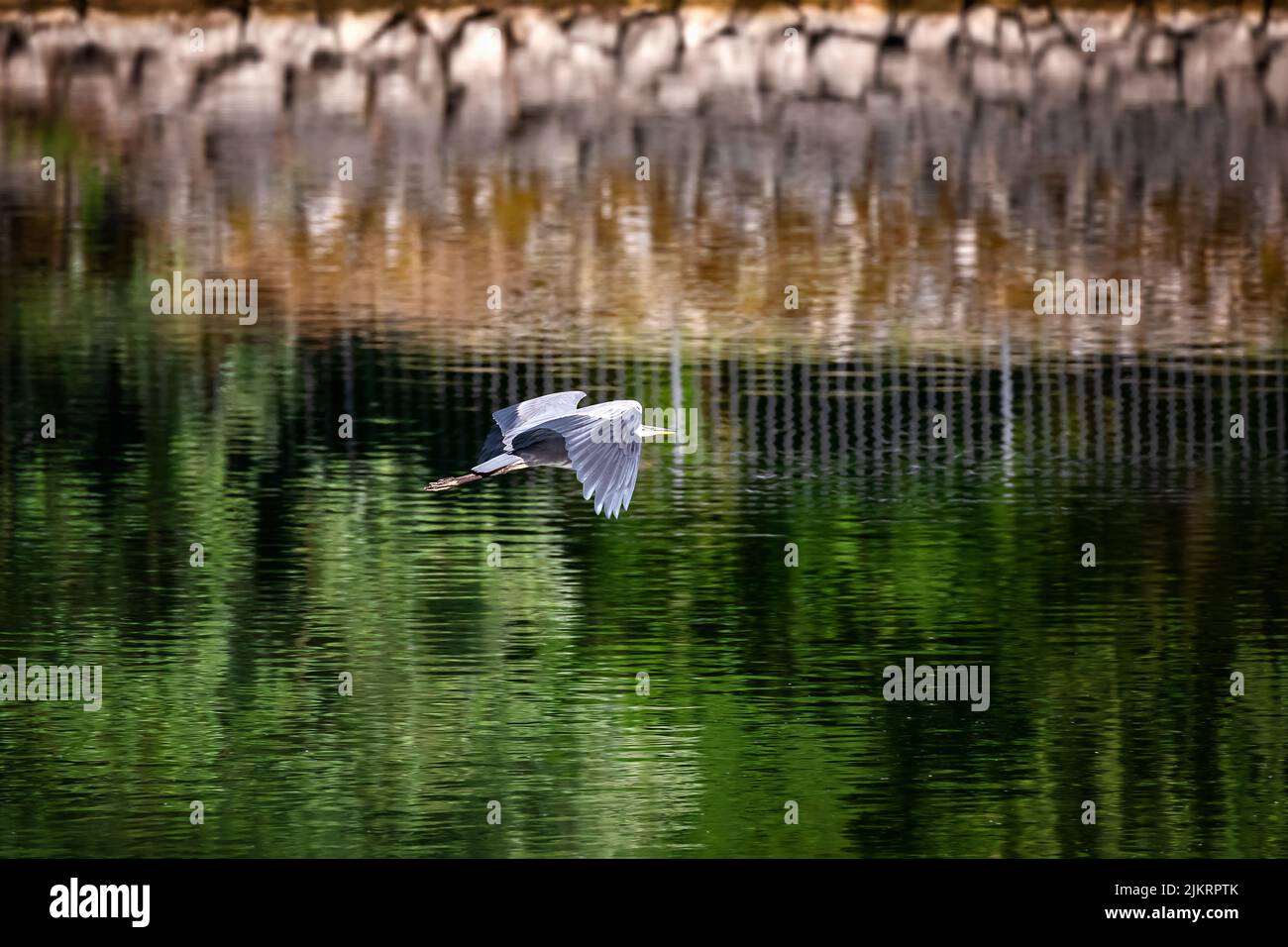 Gray heron, bird belonging to the Ardeidae family. The heron as it ...