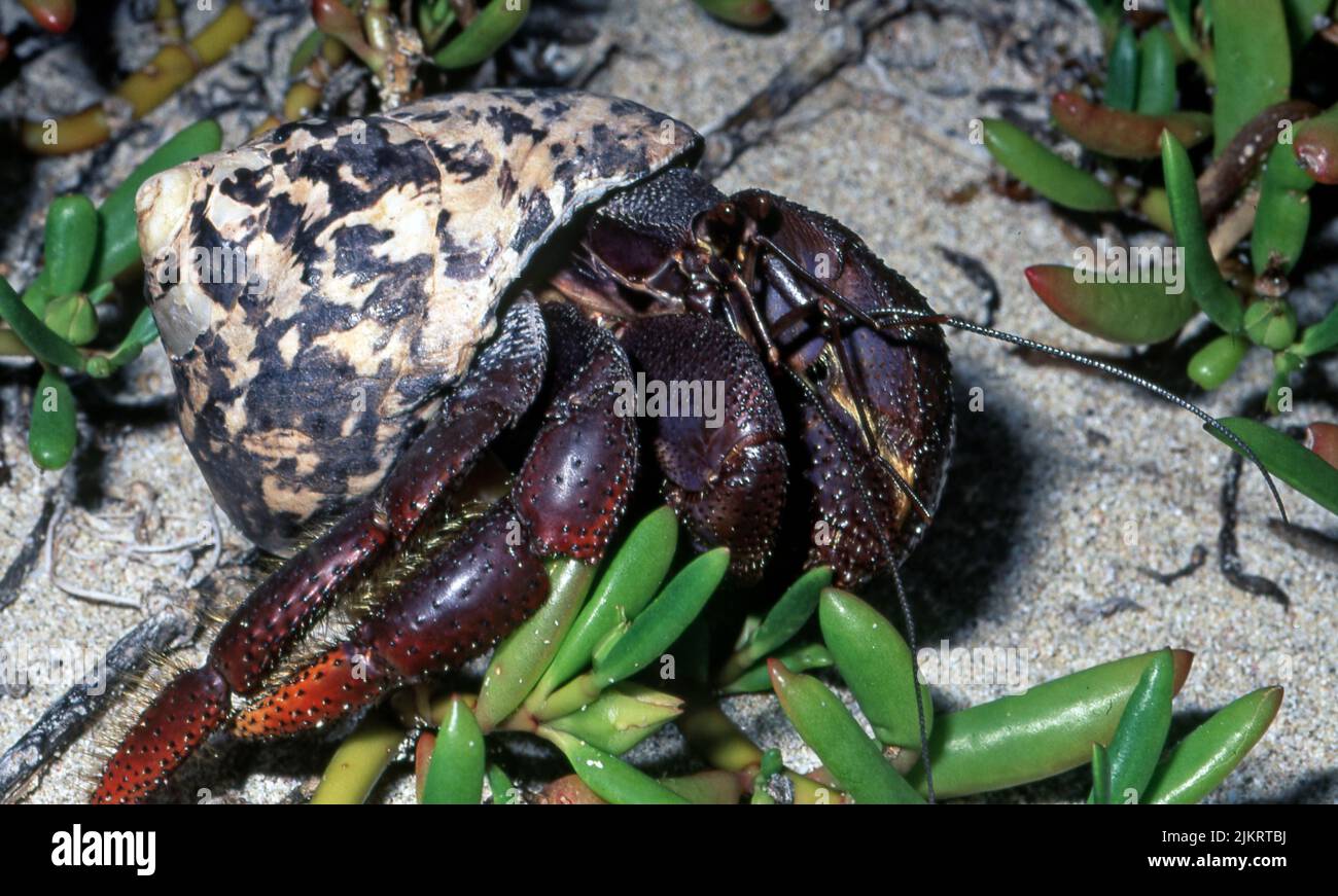 Caribbean hermit crab (Coenobita clypeatus) from Puerto Rico Stock ...