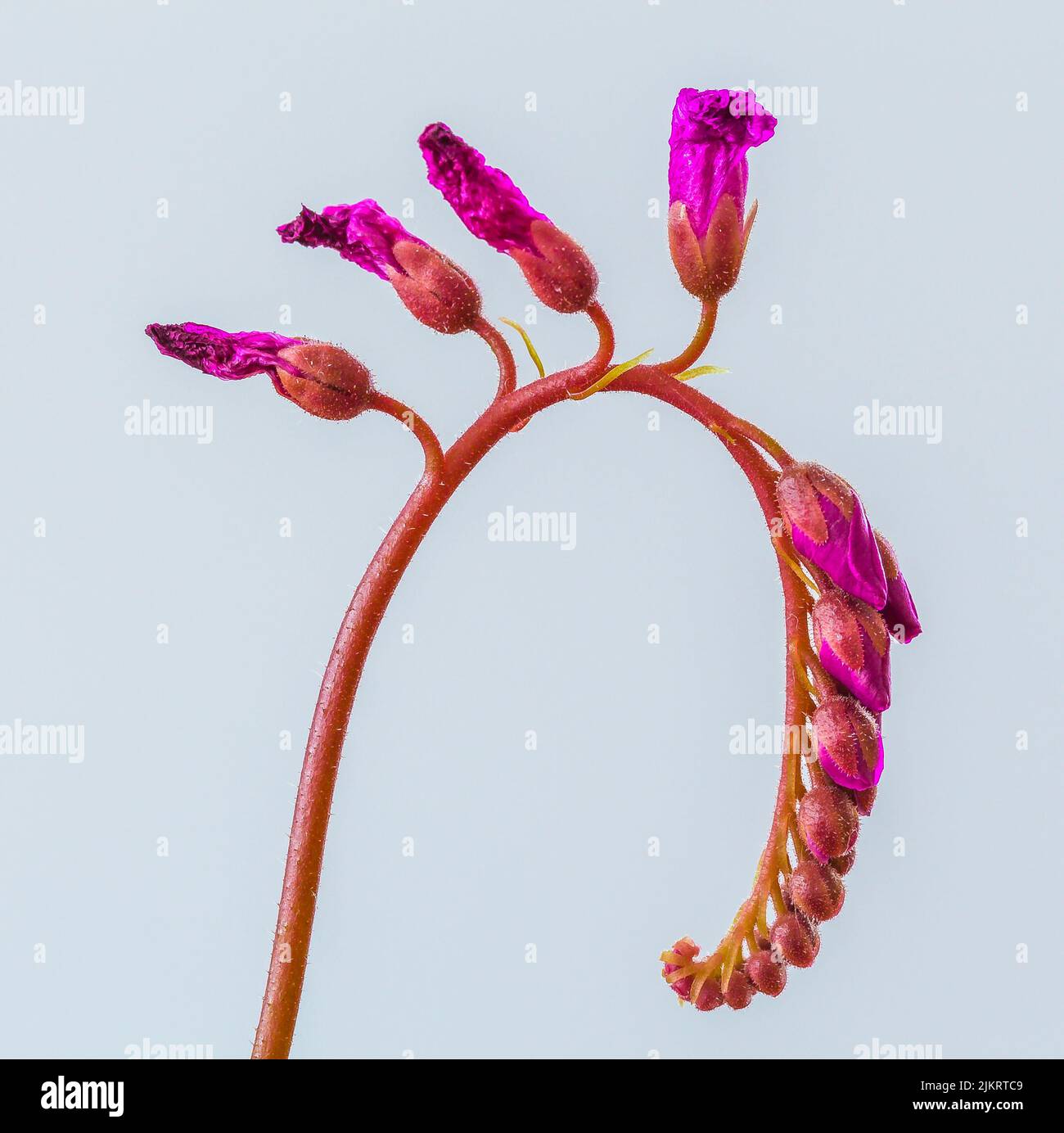 Cape Sundew, drosera capensis Buds flowers one bud at a time for 6 ...