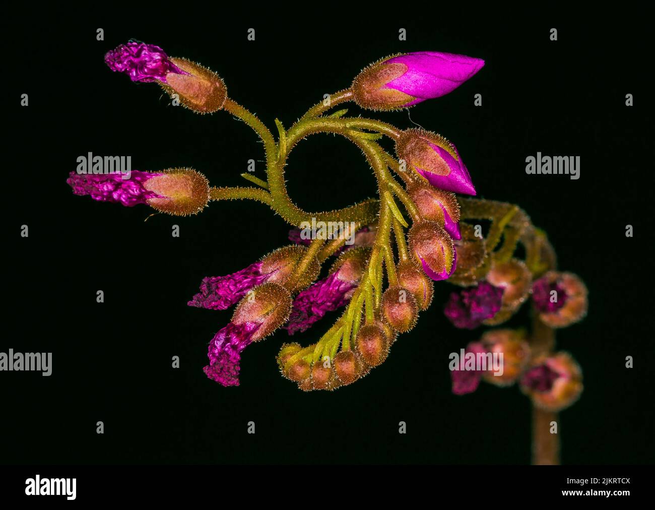 Purple bud hi-res stock photography and images - Alamy