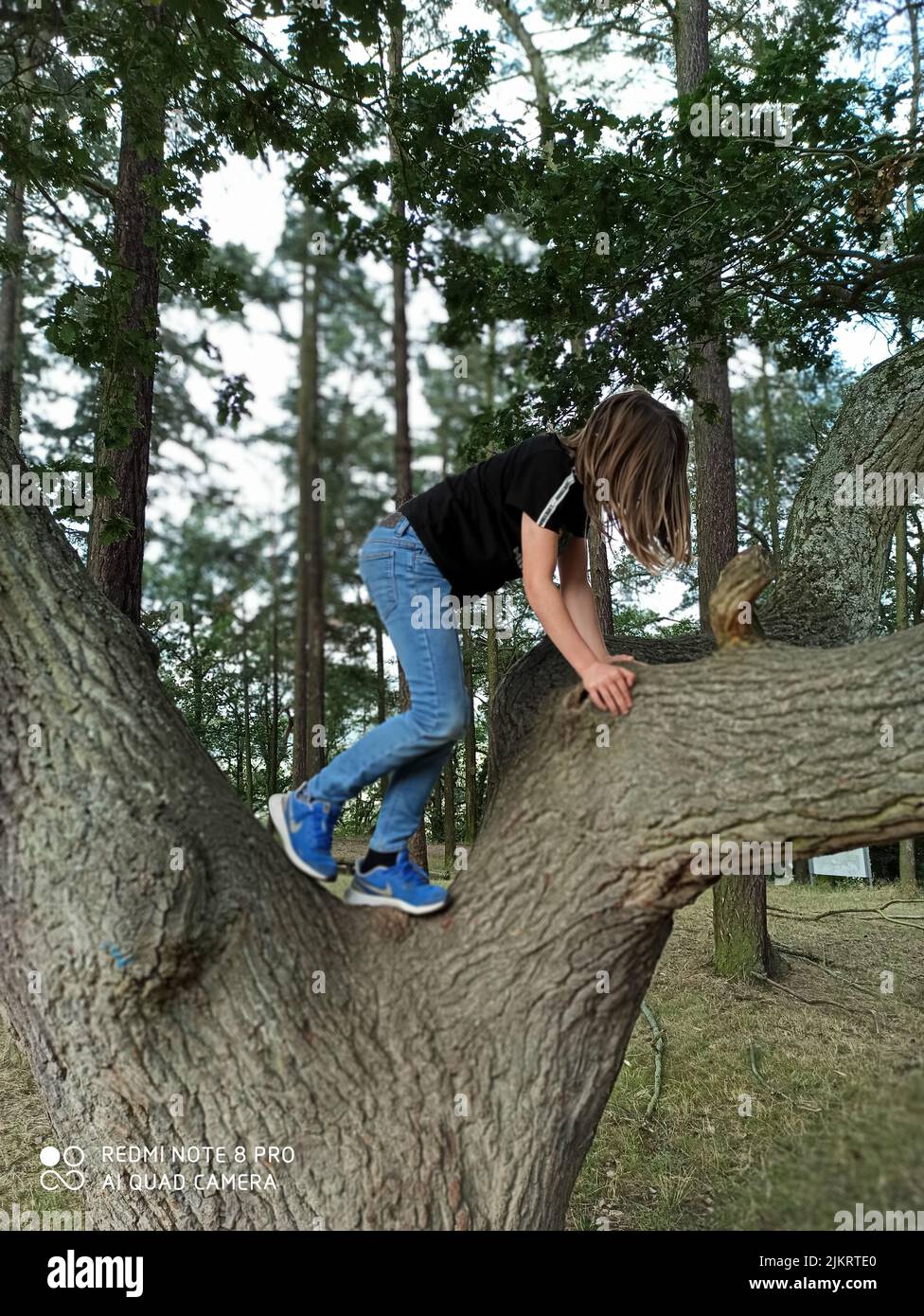 Ling haird boy climbing on a tree Stock Photo - Alamy